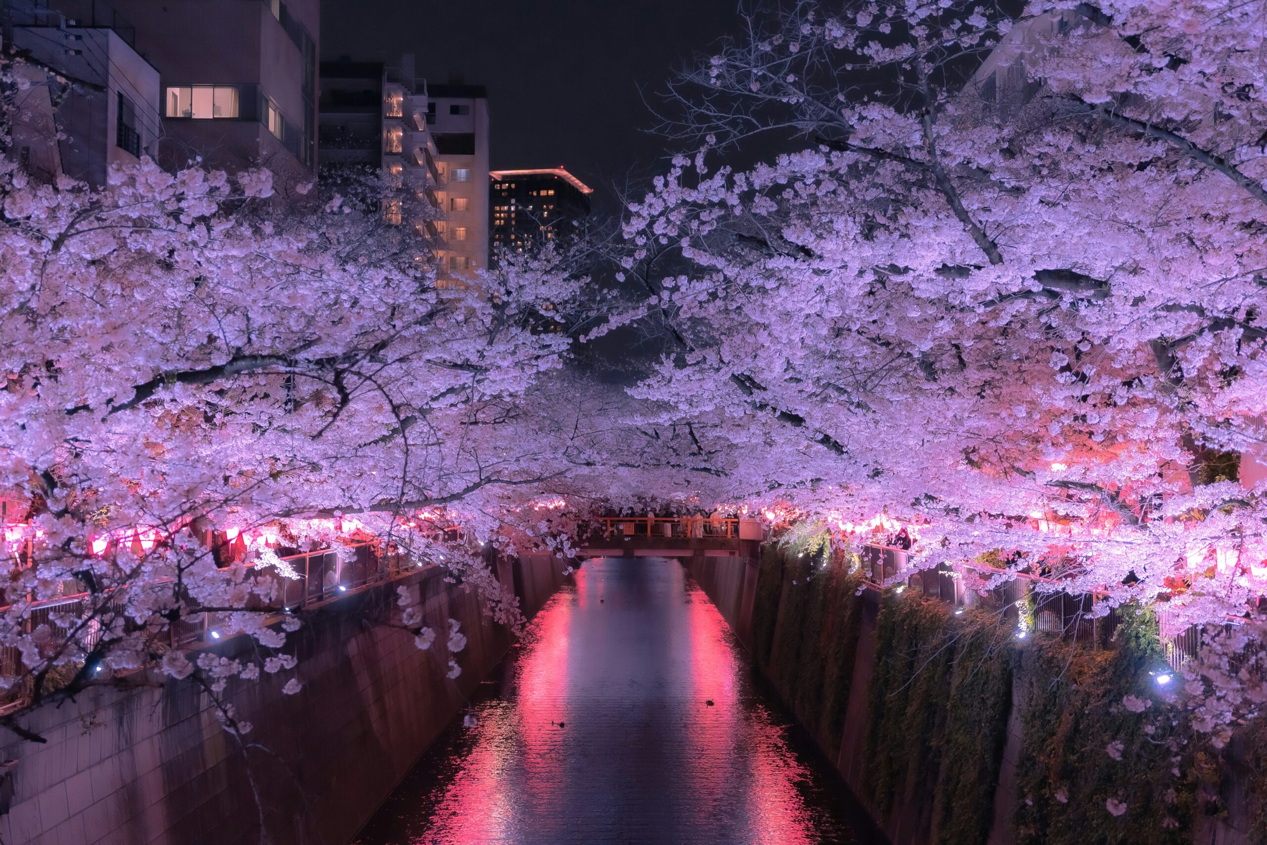 A Guide to Sakura Season- Japan’s Cherry Blossom Festival - Inspire ...